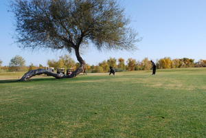 Course - Cocopah RV & Golf Resort
